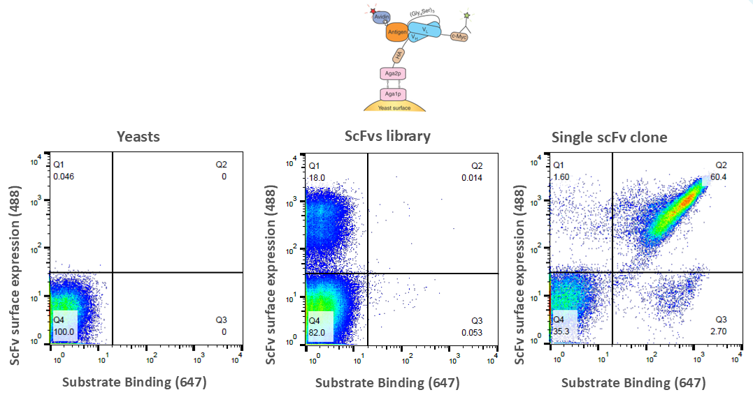 Overview | Immune Biosolutions