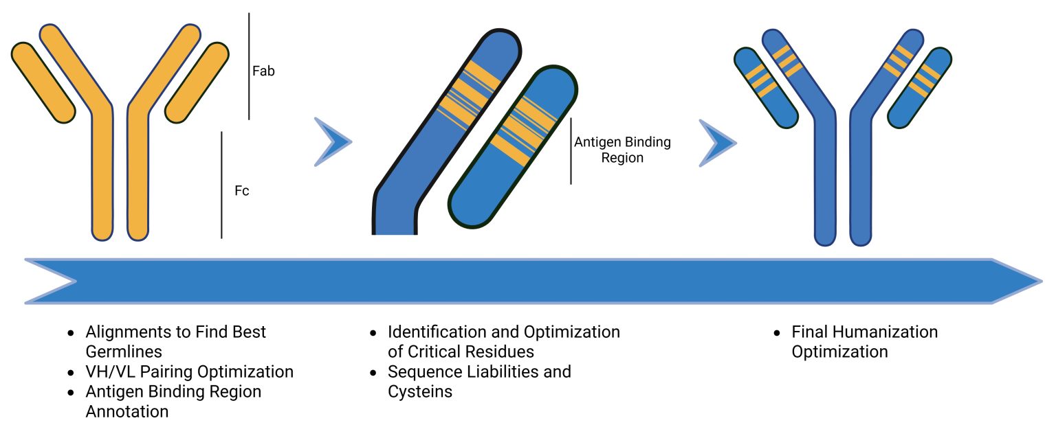 Humanization | Immune Biosolutions