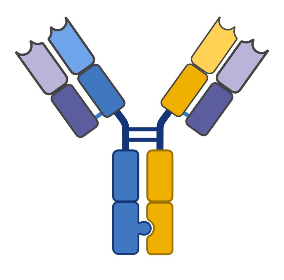 Bispecific/Multispecific Antibodies: The Common Light Chain and Upper ...