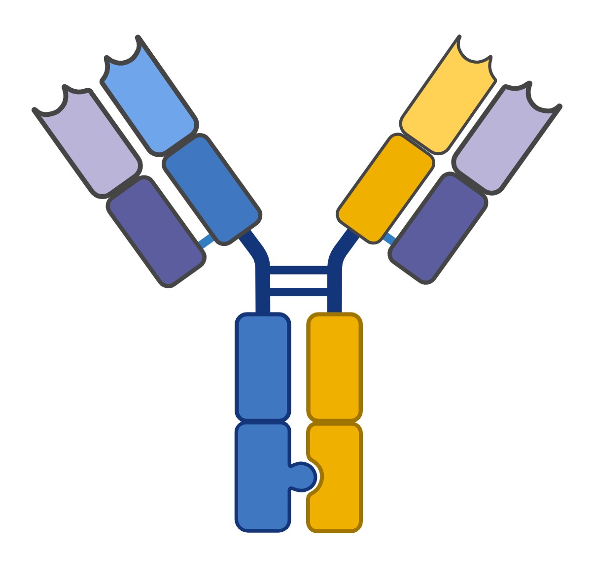 Bispecific/Multispecific Antibodies: The Common Light Chain and Upper ...